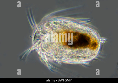 Copepods Crustaceans Marine Plankton Stock Photo - Alamy