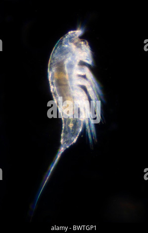 Marine Crustacean microscopic Stock Photo - Alamy