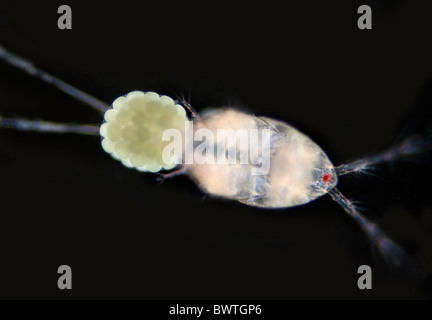 Copepods Crustaceans Marine Plankton Stock Photo - Alamy