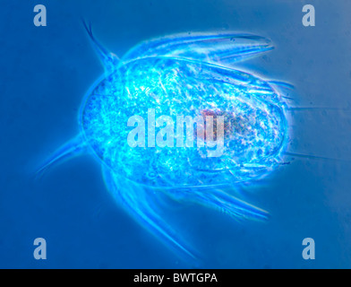 Copepods Crustaceans Marine Plankton Stock Photo - Alamy