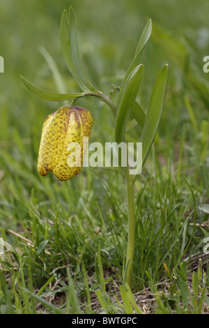 Yellow Fritillary Fritillaria tubiformis Stock Photo - Alamy