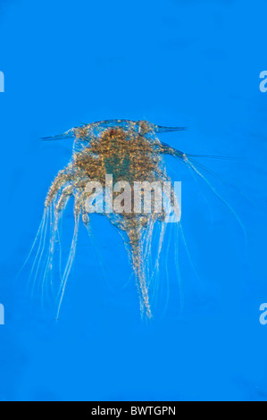 Barnacle Larvae Nauplius sp Stock Photo - Alamy