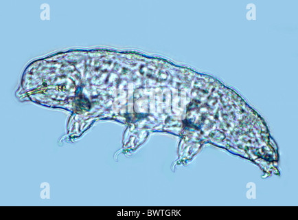 Water Bear Phylum Tardigrade microscopic free swimming Stock Photo - Alamy