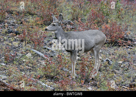 deer deers herbivore herbivores "north america" "north american Stock ...