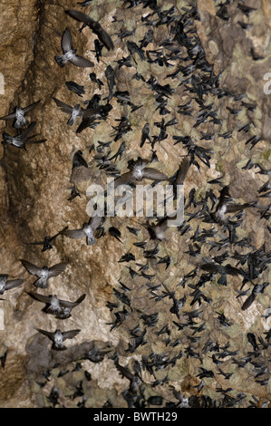 Glossy Swiftlet (Collocalia esculenta natalis) adult on nest Christmas ...