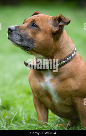 staffordshire bull terrier dog Stock Photo - Alamy