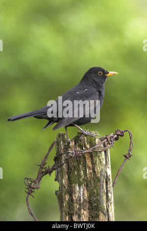 Common Blackbird (Turdus merula), male with berries in bill ...