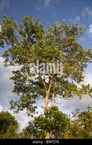 asia asian brown salwood fabaceae mimosoideae tree trees southeast asia ...