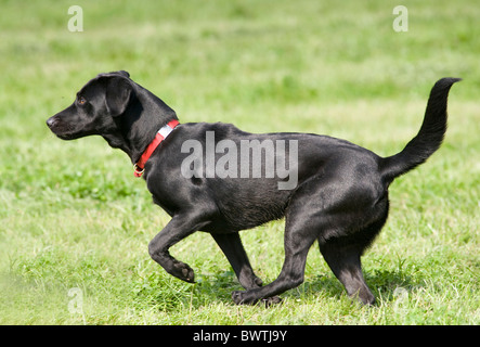 Animal, pet. Labrador retriever dog isolated on a white background ...