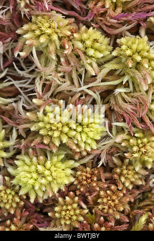 Scotland Sphagnum capillifolium acid woodlands bogs close up colour ...