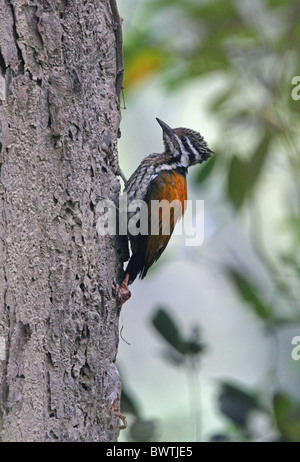 Himalayan flameback (Dinopium shorii), Himalayan Flameback Woodpeckers ...