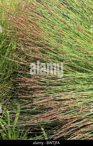 Bluete - bloom plant plants "thatching reed" "thatching reeds" "cape ...