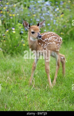 Jungtier - young deer deers herbivore herbivores "virginia deer" "north ...