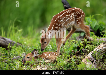 Jungtier - young deer deers herbivore herbivores "virginia deer" "north ...
