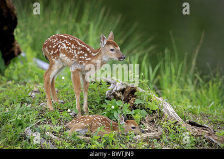 Jungtier - young deer deers herbivore herbivores "virginia deer" "north ...