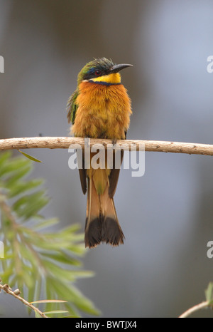 Blue-breasted bee-eaters perched on branch near Entebbe, Uganda Stock ...