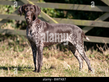 Domestic Dog, German Short-haired Pointer, adult male, close-up of head ...