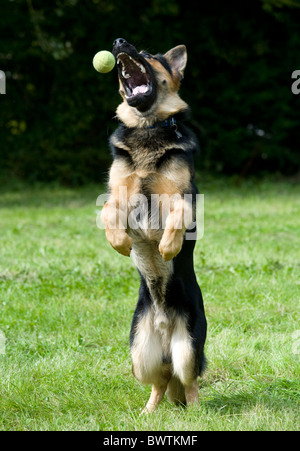 German Shepherd Dog jumping and playing in the lake Stock Photo - Alamy