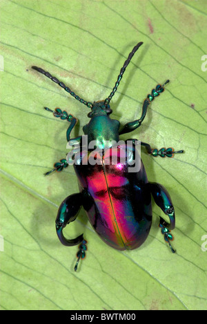 Frog Beetle, Sagara sp. SE Asia, green purple metallic colour, showing ...