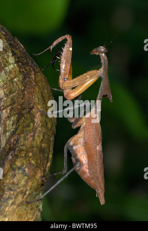 A camouflaged Dead Leaf Mantis (Deroplatys desiccata) hanging from a ...