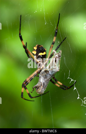Silver argiope (Argiope argentata) close-up in a tropical garden Stock ...
