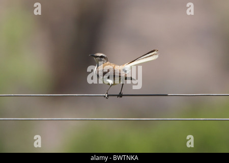Patagonian Mockingbird (Mimus patagonicus Stock Photo - Alamy
