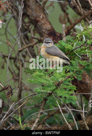 Northern Crombec (Sylvietta brachyura) in Ghana Stock Photo - Alamy