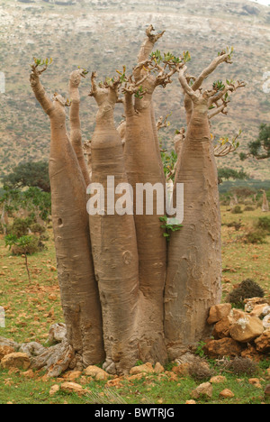 Socotran Desert Rose Adenium Obesum Socotranum Socotra Island Yemen ...