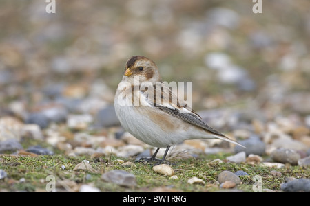 Snow bunting (Plectrophenax nivalis) standing on grass Stock Photo - Alamy
