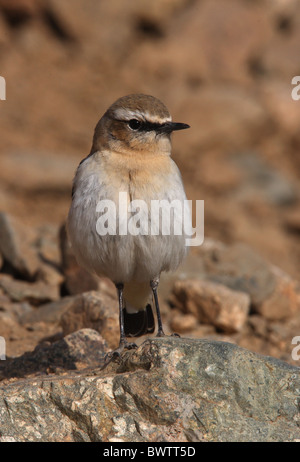 Atlas Wheatear, seebohm's wheatear (Oenanthe oenanthe seebohmi), Atlas ...