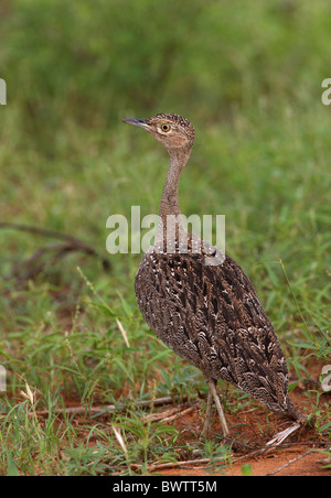 Buff-crested Bustard (Eupodotis ruficrista gindiana) adult, walking ...