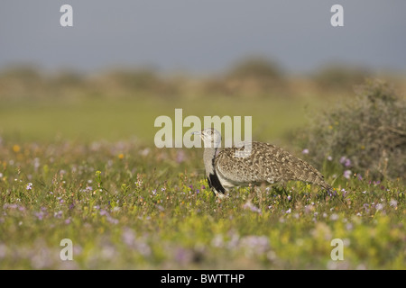Houbara bustard (Chlamydotis undulata), Houbara Bustard, animals, birds ...