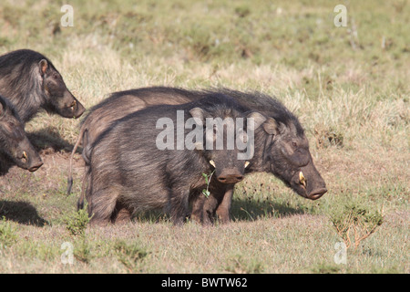 Giant Forest Hog Sounder Even-toed Ungulate Pig Hog Aberdare Mountains ...