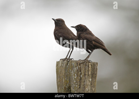 Northern Anteater-chat - Myrmecocichla aethiops Stock Photo - Alamy