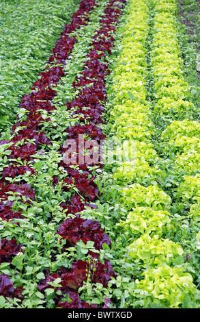 Lettuce Germany Europe Europe Appetizing biology Delicate German food ...