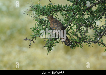 Common cuckoo (Cuculus canorus Stock Photo - Alamy