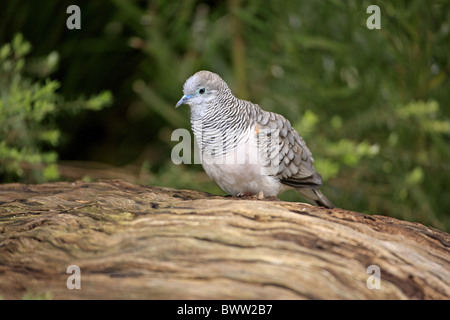 peaceful dove, Geopelia placida Stock Photo - Alamy