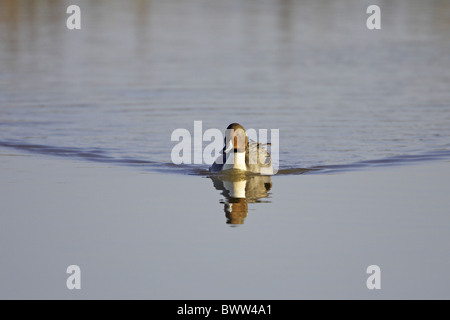 Northern pintail ducks (Anas acuta) flying in blue sky over green field ...