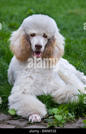 A standard poodle laying in grass with a colorful garden behind it ...