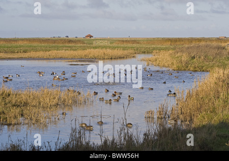 Eurasian teal, Anas crecca, Norfolk UK Stock Photo - Alamy