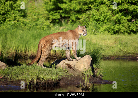 am Wasser - at water puma pumas felid felidae "mountain lion" "mountain ...
