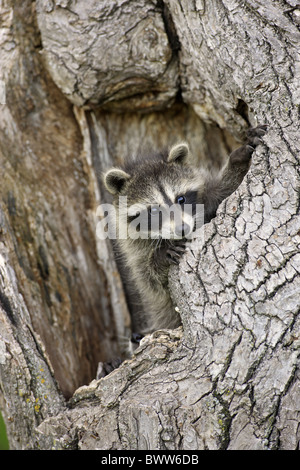 am Bau - at den Portrait - close up common raccoon raccoons procynoid ...