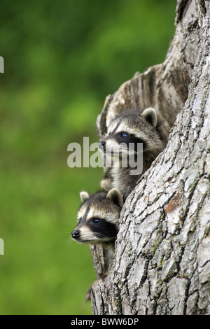 am Bau - at den Portrait - close up common raccoon raccoons procynoid ...