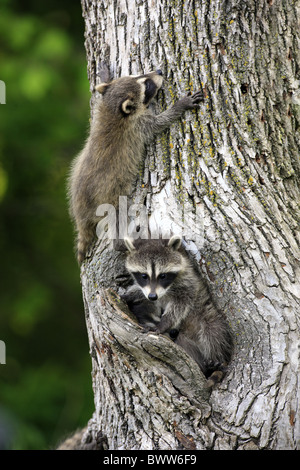 am Bau - at den kletternd - climbing common raccoon raccoons procynoid ...