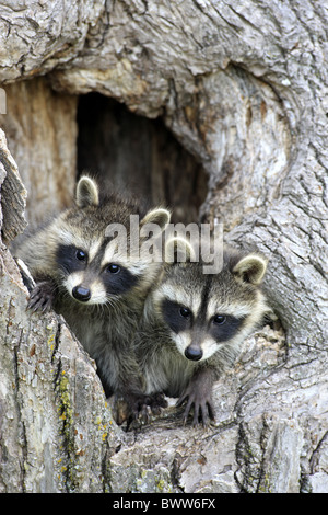 am Bau - at den Portrait - close up common raccoon raccoons procynoid ...