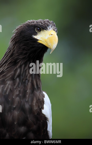Steller's sea eagle (Haliaeetus pelagicus) eating a rat Stock Photo - Alamy