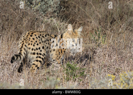 Serval Serval with Mouse Serval and Prey Prey Predator Mouse Diurnal ...
