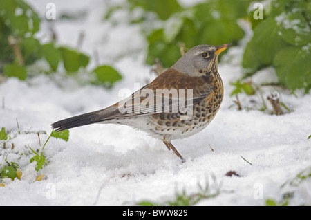 Fieldfare standing in snow Stock Photo - Alamy