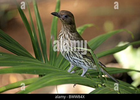 Figbird, female, Australia (Sphecotheres viridis Stock Photo - Alamy