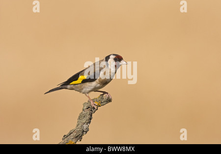 European goldfinch Carduelis carduelis, adult perched on barbed wire ...